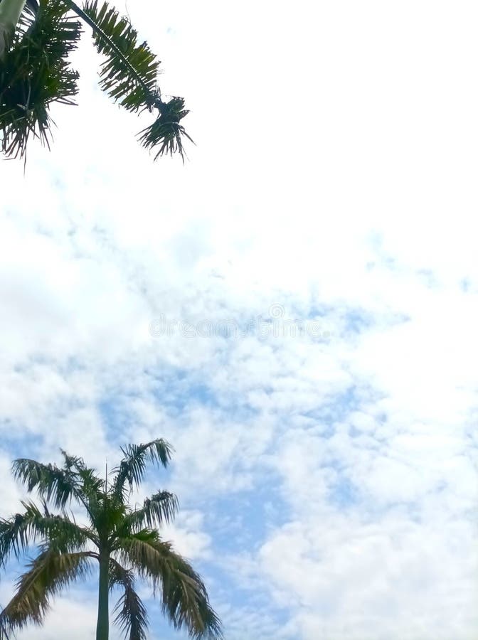 Coconut Trees and Blue Sky. Stock Image - Image of portrait, trees ...