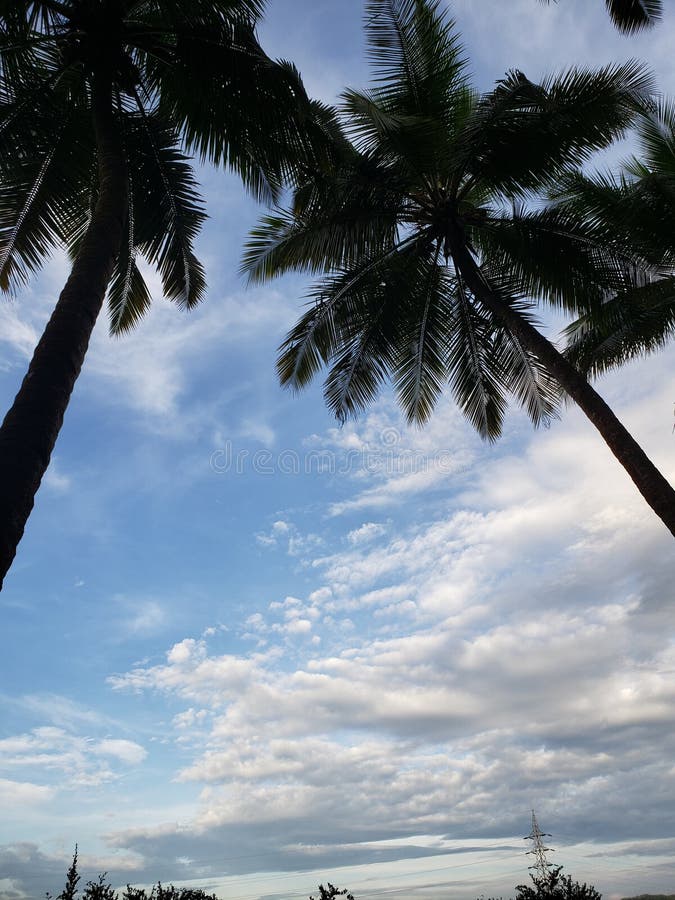 Coconut Trees and the Blue Sky Stock Photo - Image of field, fresh ...