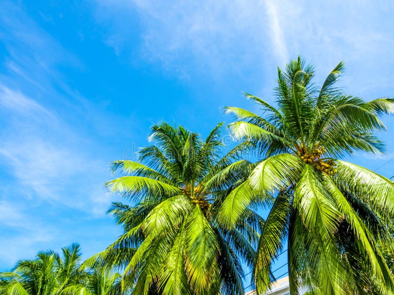 Coconut Tree and the Bright Blue Sky Stock Image - Image of leaf ...