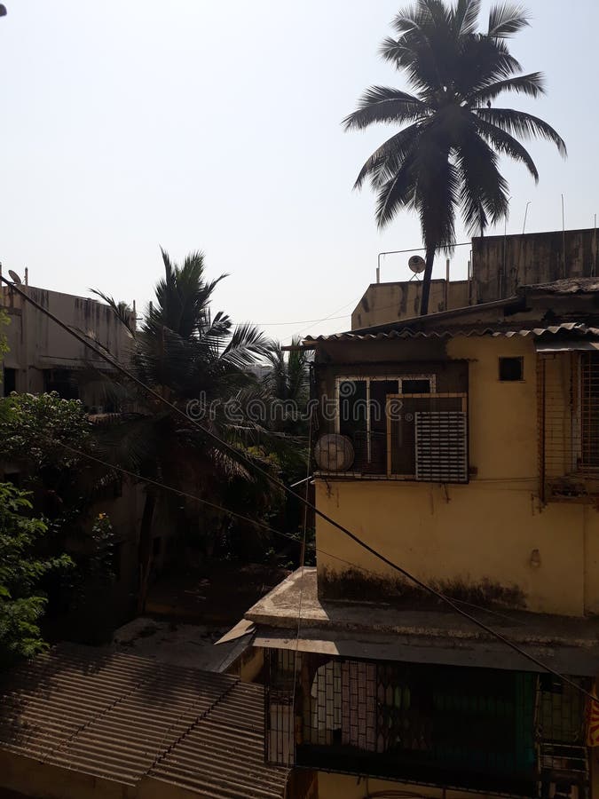 Coconut Trees Building Bright Light Stock Photo - Image of tree ...