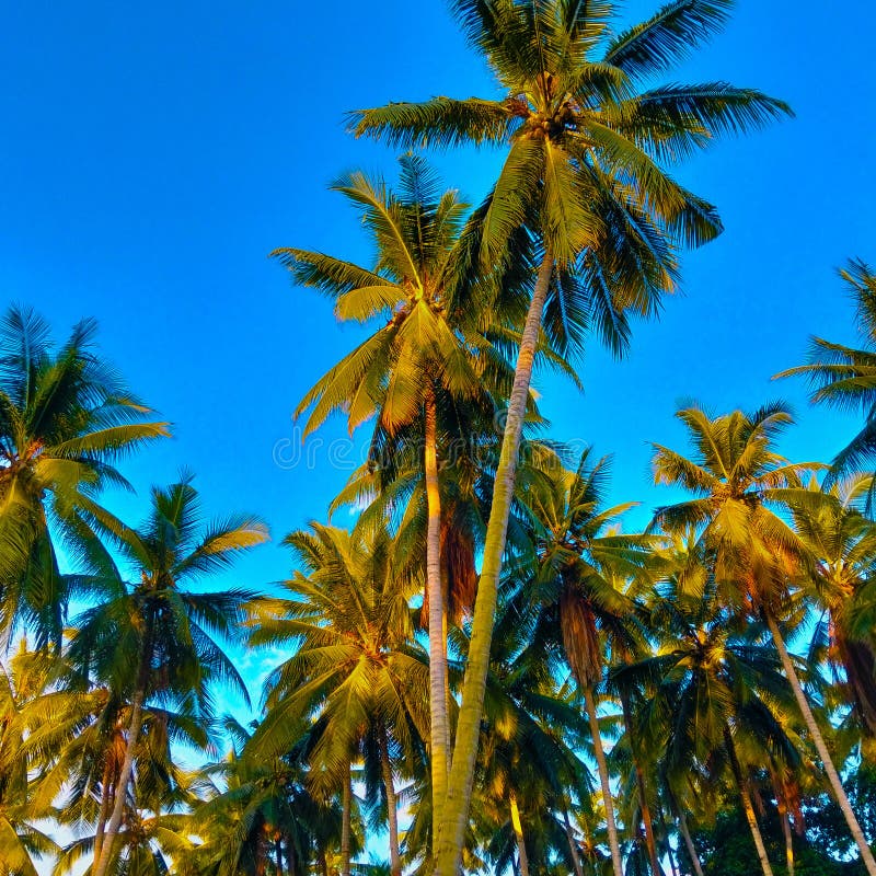 Coconut Trees that Can only Be Seen in the Countryside Stock Photo ...
