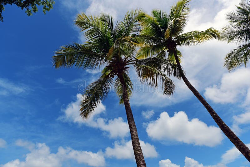 Coconut Trees in the Caribbean with Blue Skies Stock Image - Image of ...
