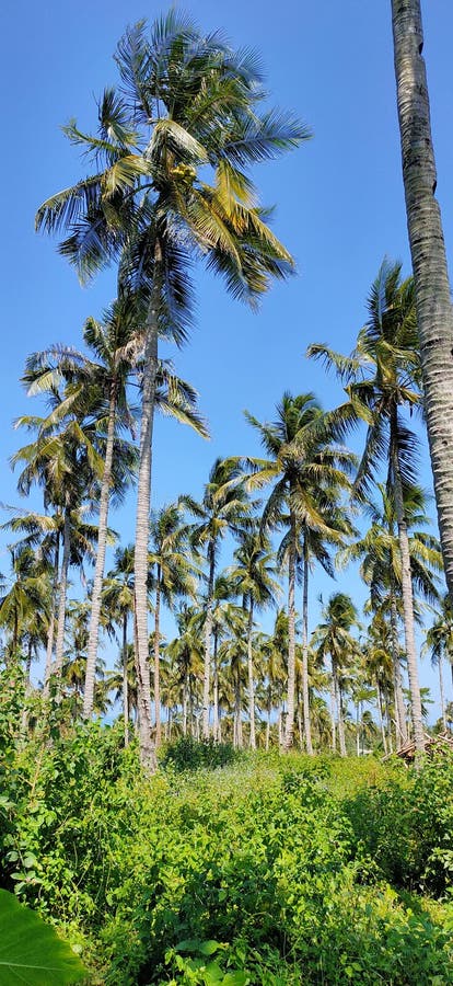 Coconut trees stock image. Image of leaf, trees, spruce - 264820215