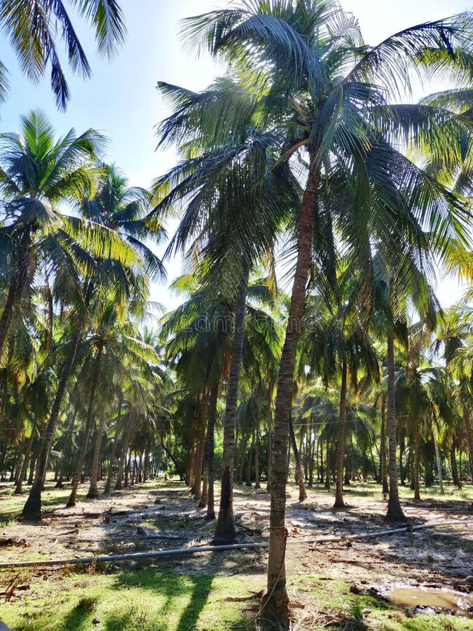 Coconut trees stock image. Image of vegetation, plant - 218673971