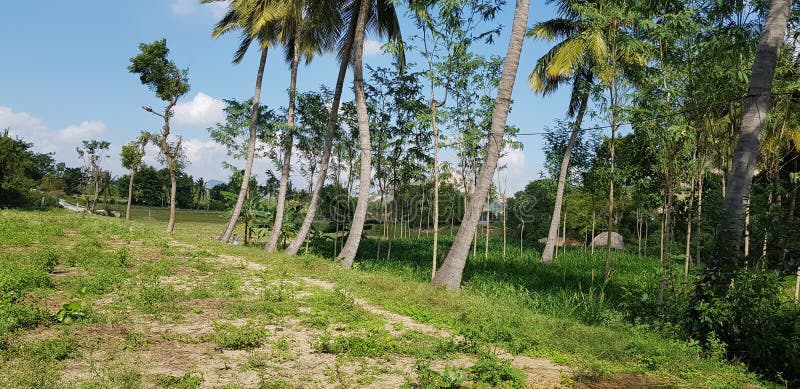 Coconut trees stock image. Image of trees, farm, field - 133244067