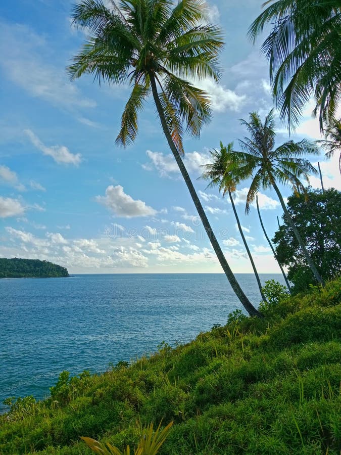 Coconut Trees & X28;Cocos Nucifera& X29; are a Vital Component of ...