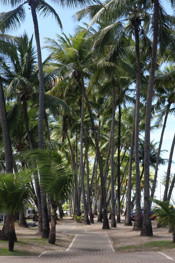 Coconut trees corridor stock photo. Image of corridor - 288647578