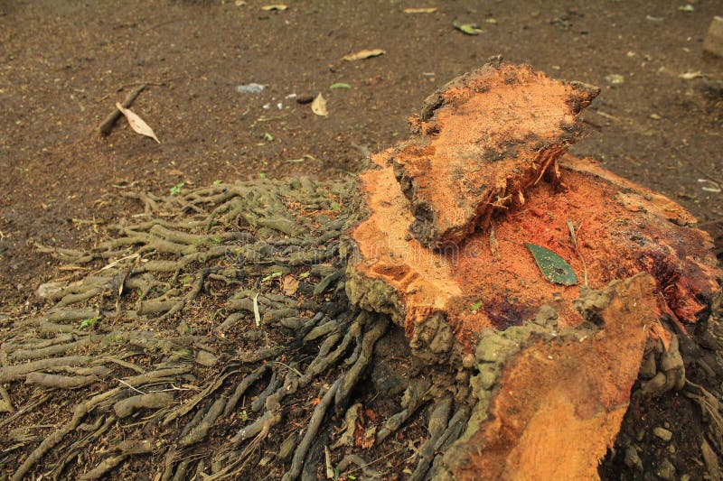 Coconut Trees Cut Down To Their Roots Form a Unique Irregular Texture ...
