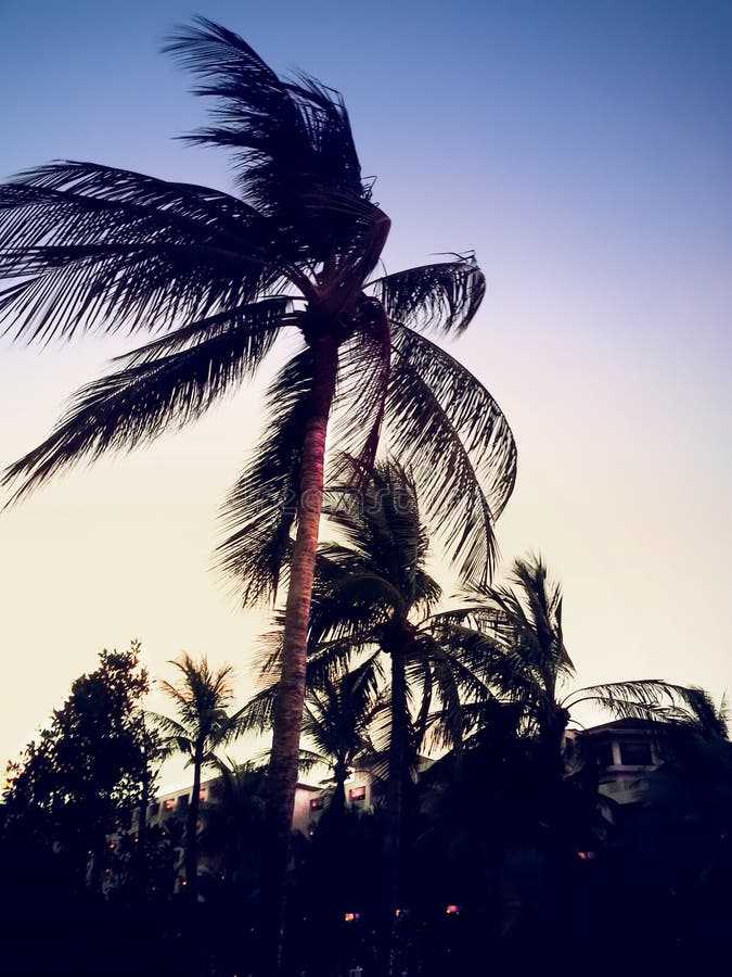 Coconut Trees in the Dusk stock photo. Image of trunk - 84650466