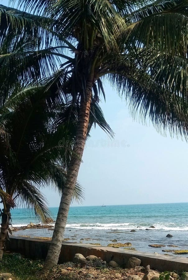 The Coconut Trees on the Edge of the Beach are Aesthetic Stock Image ...