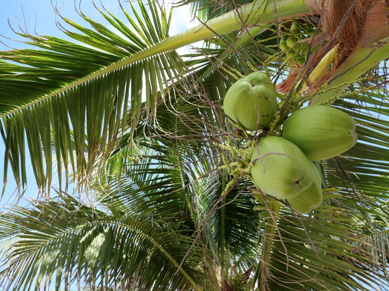 Coconut Trees and Coconut Fruits from Bottom View Stock Image - Image ...