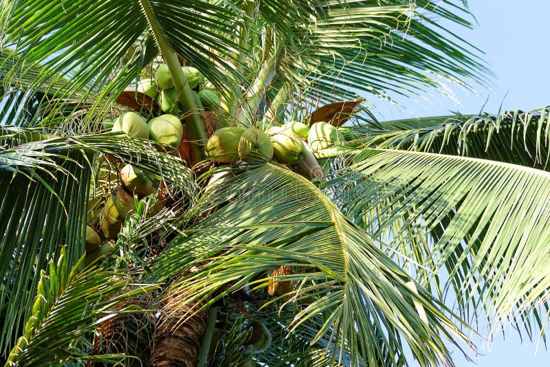 Coconut trees stock photo. Image of growing, garden, agriculture - 61591726