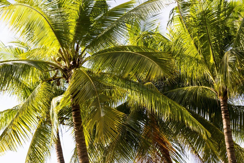 Coconut trees stock photo. Image of sunlight, branch - 92041382