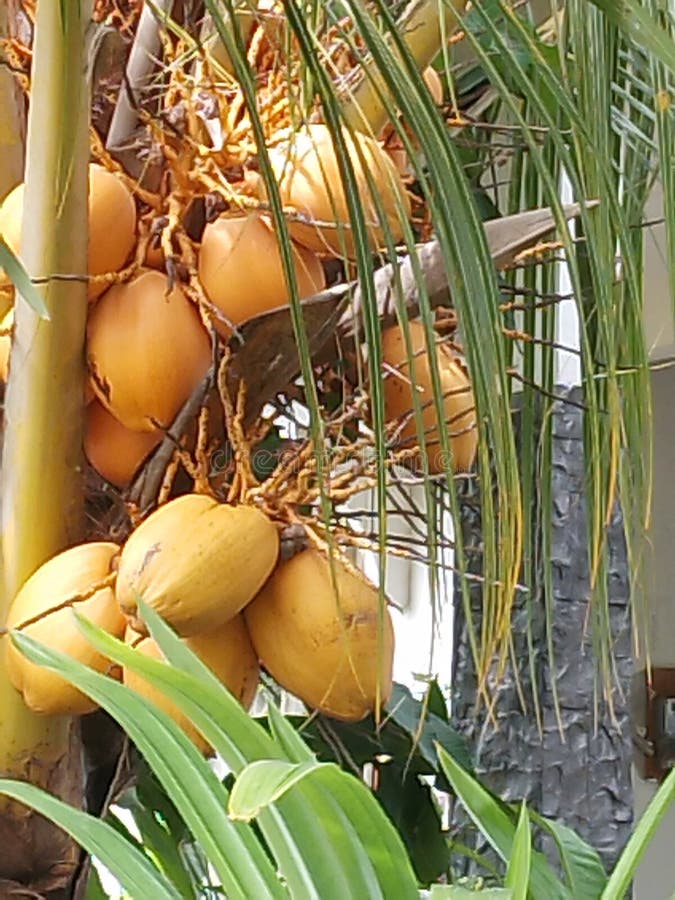 Coconut Trees in the Garden Makes so Nature Stock Photo - Image of ...