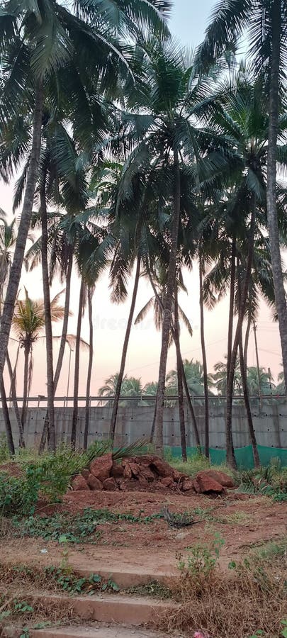 Coconut trees goa stock photo. Image of tropics, flower - 265618638