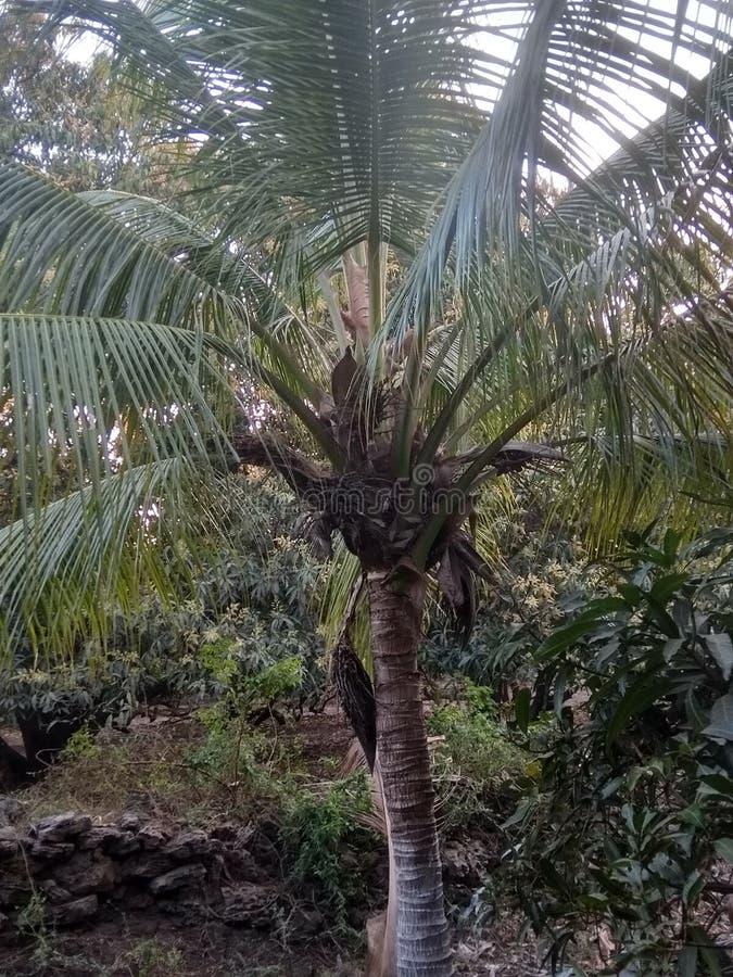 Coconut Trees Green Garden at Talala Gujarat India. Stock Image - Image ...