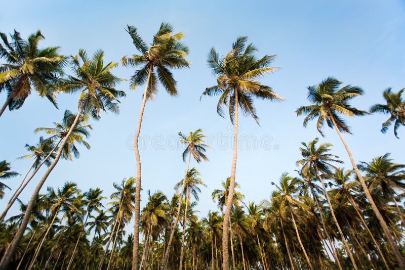 Coconut trees stock photo. Image of plant, fruits, forest - 72018484