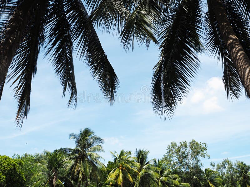 Coconut trees stock image. Image of resort, tree, climate - 77283111