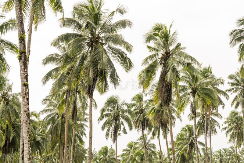 Coconut Trees stock image. Image of samoa, tropical, samoan - 94712657