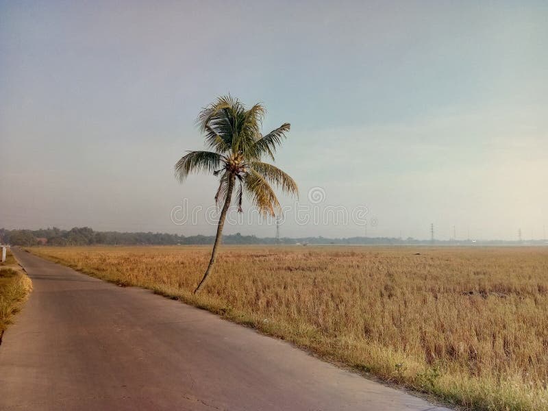 Coconut Trees Grow on Arid Land Stock Photo - Image of grow, outdoor ...