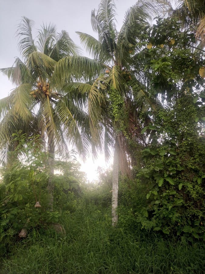 Coconut Trees Grow Around the Grass Stock Photo - Image of vegetation ...