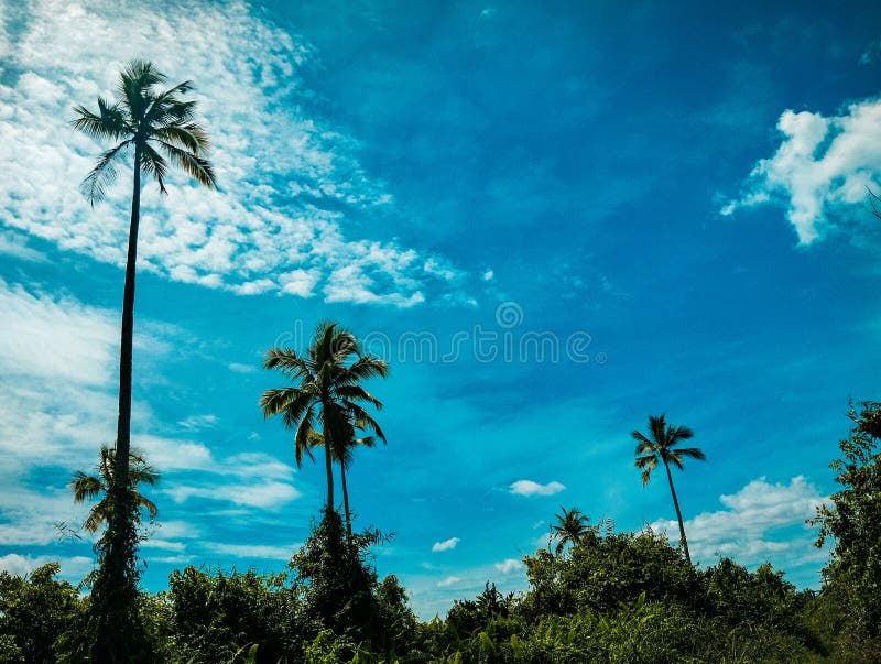 Coconut Trees Grow in a Vast Grassy Field. Stock Image - Image of ...