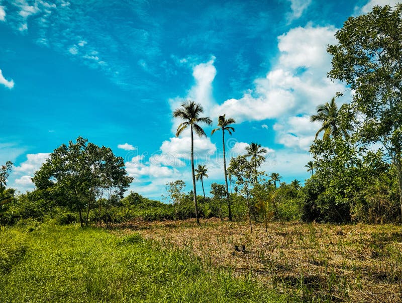 Coconut Trees Grow in a Vast Grassy Field. Stock Image - Image of grow ...