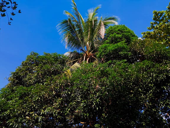 Coconut Trees Growing between the Branches of Mango Trees Stock Image ...