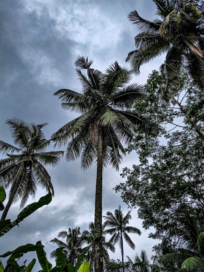 Coconut Trees Growing in the Yard of the House Stock Photo - Image of ...