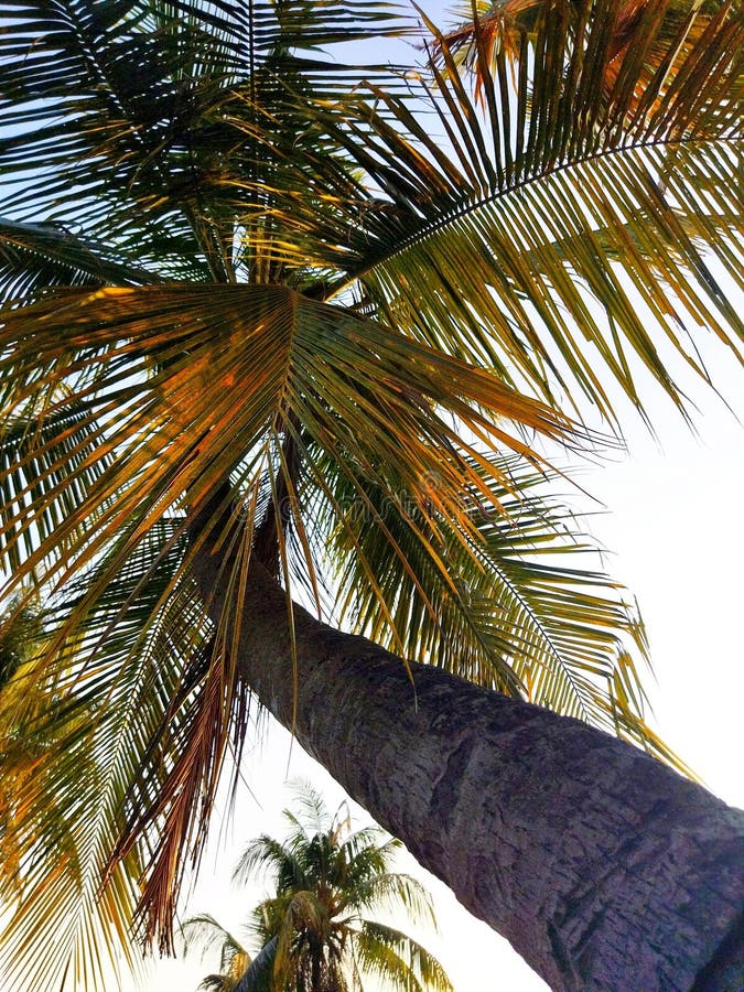 Coconut Trees Hang Down at an Angle from Below. Stock Image - Image of ...
