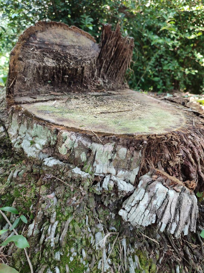 Coconut Trees that Have Been Cut Down and are Starting To Dry Up Stock ...
