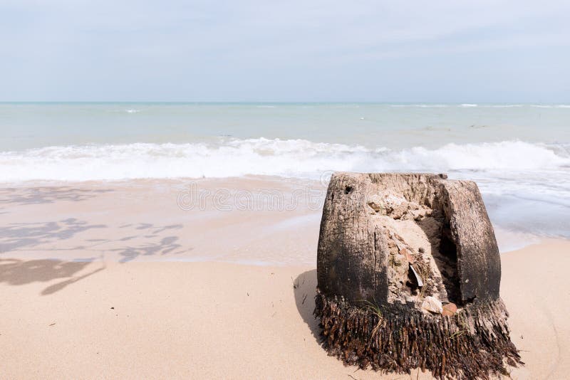 The Coconut Trees Have Been Cut Long Ago on the Beach, Waves on Stock ...