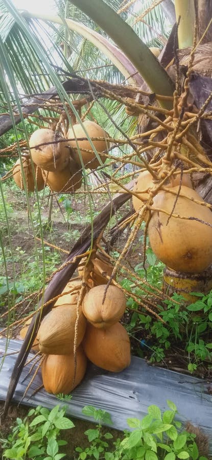 Coconut Trees Have Lots of Fresh Fruit Stock Image - Image of lots ...