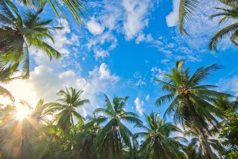 Coconut Trees and the Light from the Sun Stock Photo - Image of ...
