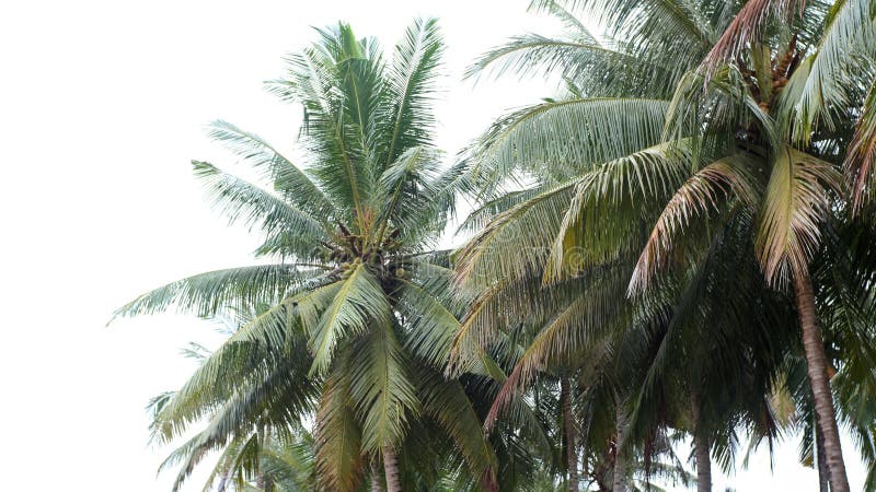 Coconut Trees Line the Sandy Beach Stock Image - Image of produce ...