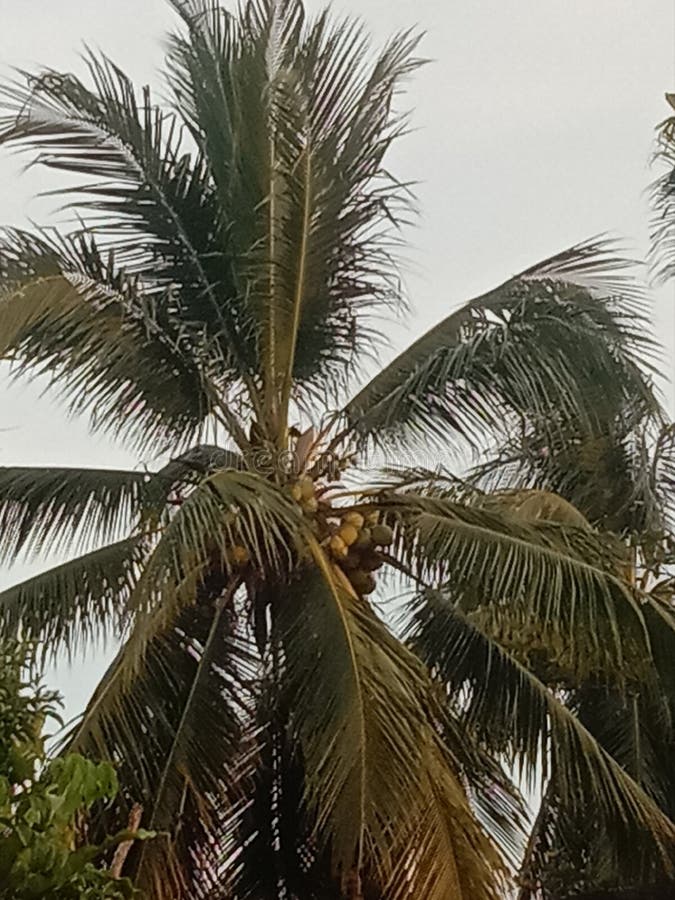 Coconut Trees Look Dashing in Sunny Weather Stock Photo - Image of ...