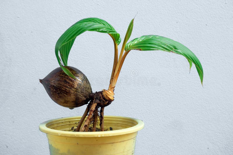 Coconut Trees are Made Bonsai Planted in Pot Stock Image - Image of ...