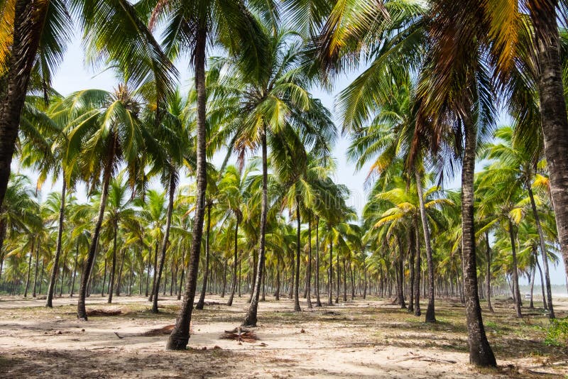 Coconut Trees Maracaipe - Pernambuco, Brazil Stock Image - Image of ...
