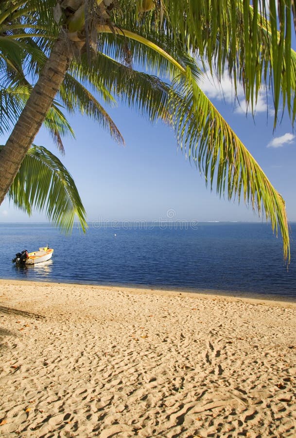 Coconut Trees Moorea South Sea Stock Image - Image of hang, sunny: 3309197