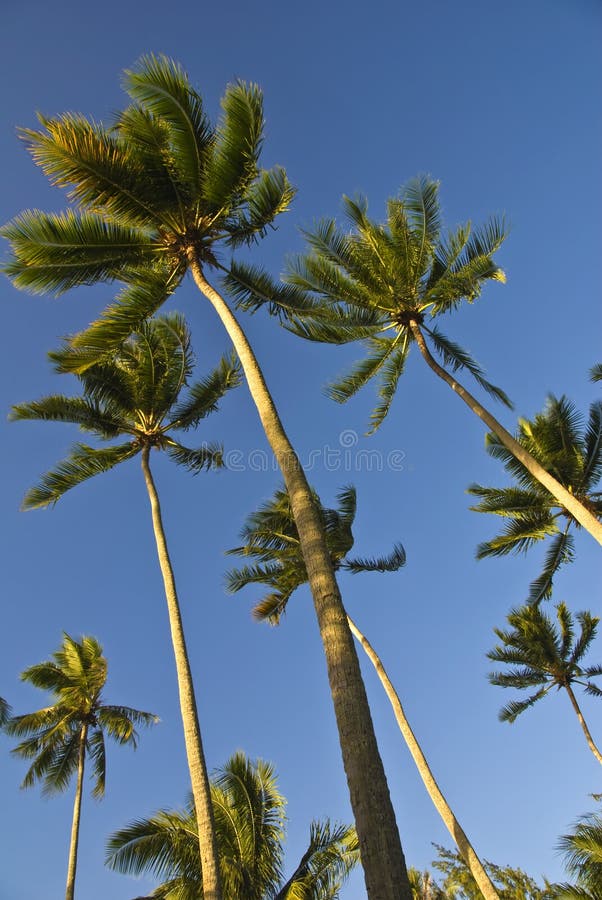 Coconut Trees Moorea South Sea Stock Image - Image of hang, sunny: 3309197