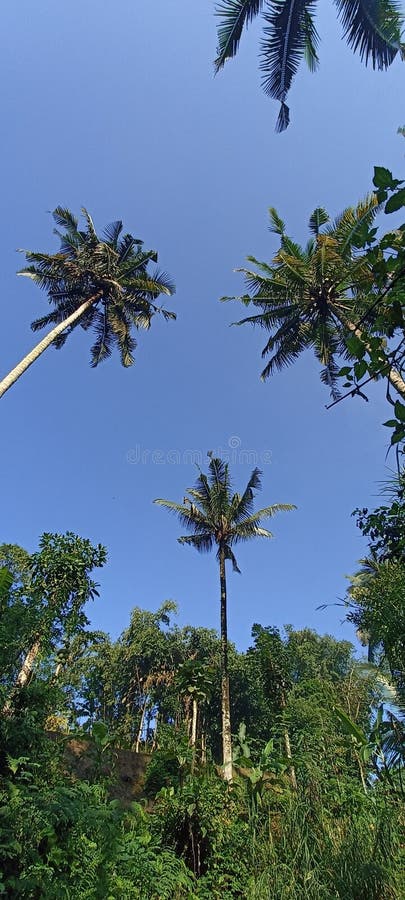 Coconut trees natural stock image. Image of forest, jungle - 269621927