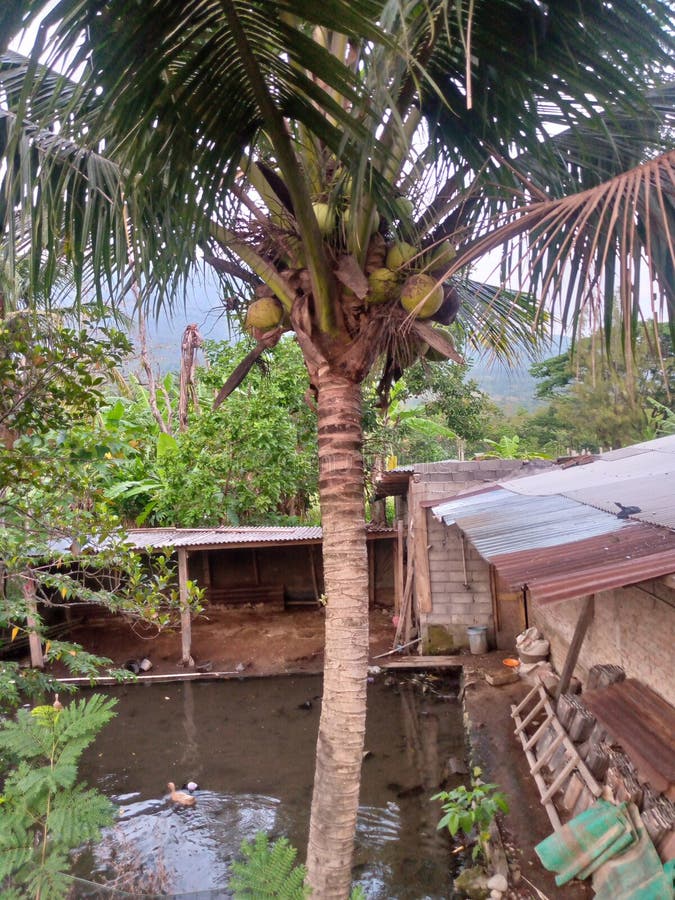 Coconut Trees Near Village Settlements Stock Photo - Image of ...