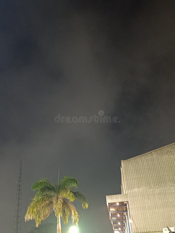 Coconut Trees at Night are Exposed To Light Which Makes the Trees More ...