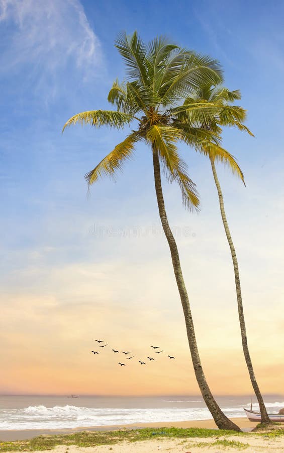 Coconut Trees, the Ocean and a Beautiful Sunet Stock Photo - Image of ...