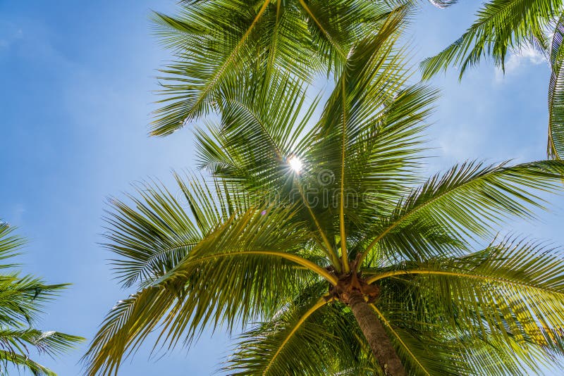 Coconut Trees Over Blue Sky Stock Photo - Image of relax, blue: 195680812
