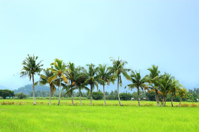 Coconut Trees And Paddy Field Picture. Image: 16686705