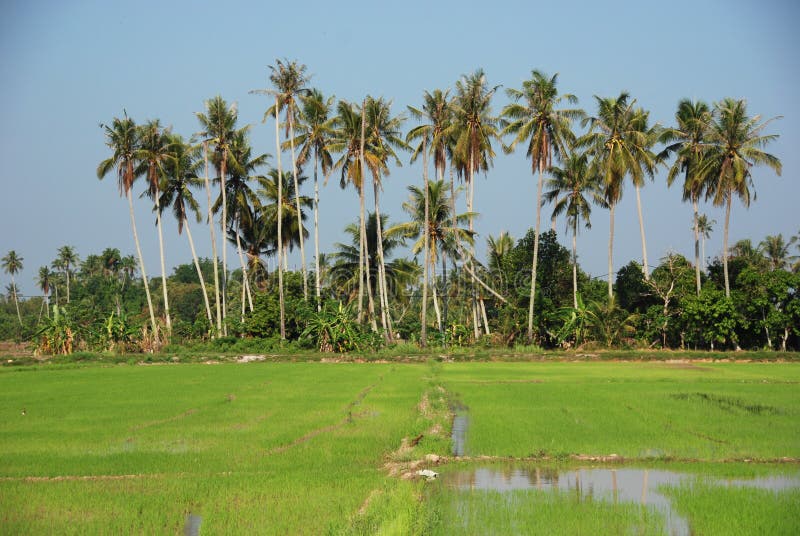 Coconut Trees and Paddy Field Stock Photo - Image of fields, young: 2375106