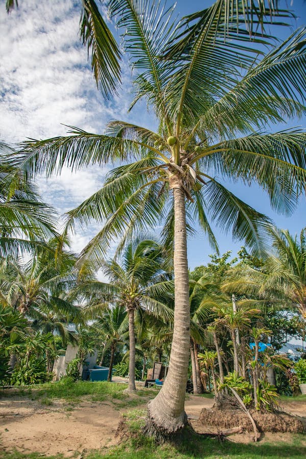 Coconut trees stock image. Image of plant, coconut, outdoor - 55932979