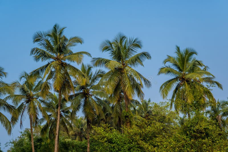 Coconut Trees Palms Against the Blue Sky of India Stock Image - Image ...