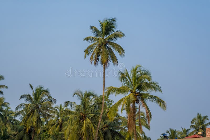Coconut Trees Palms Against the Blue Sky of India Stock Photo - Image ...